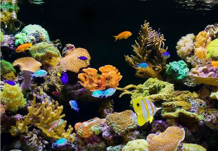 Buy Now, Pay Later at Aquarist Hub with Tabby