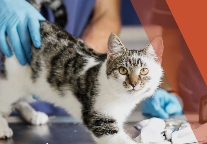 Buy Now, Pay Later at The City Vet Clinic with Tabby